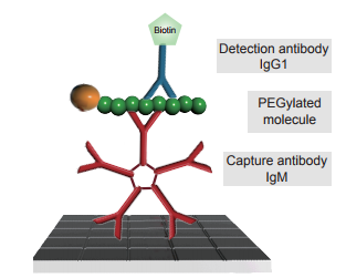 Anti-PEG Antibodies - Creative Diagnostics