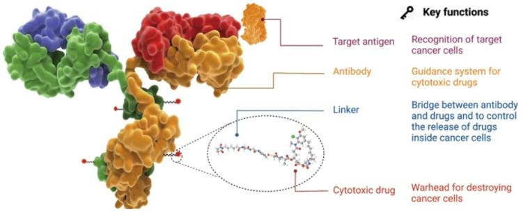 Anti-Payload antibody - Creative Diagnostics