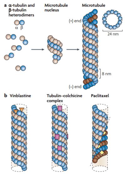 Anti-Payload antibody - Creative Diagnostics