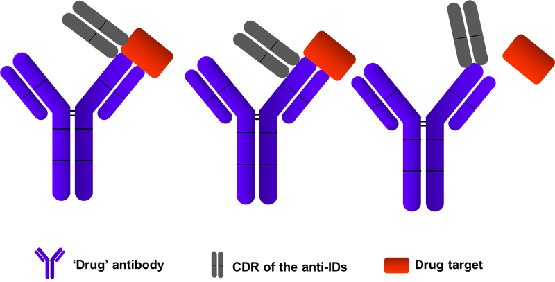 Anti-idiotype Antibody Assay Development Services - Creative Diagnostics