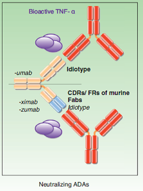 Anti-idiotype Antibody Assay Development Services - Creative Diagnostics