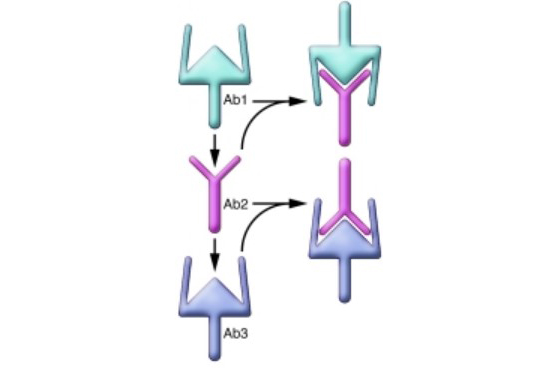 Antibody Development - Creative Diagnostics