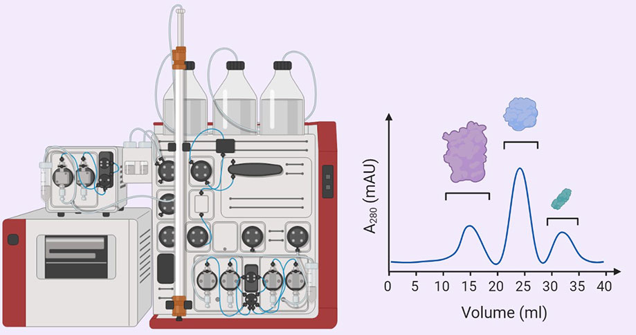 Antibody Purification Services - Creative Diagnostics
