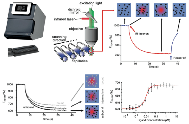 Antibody Validation - Creative Diagnostics