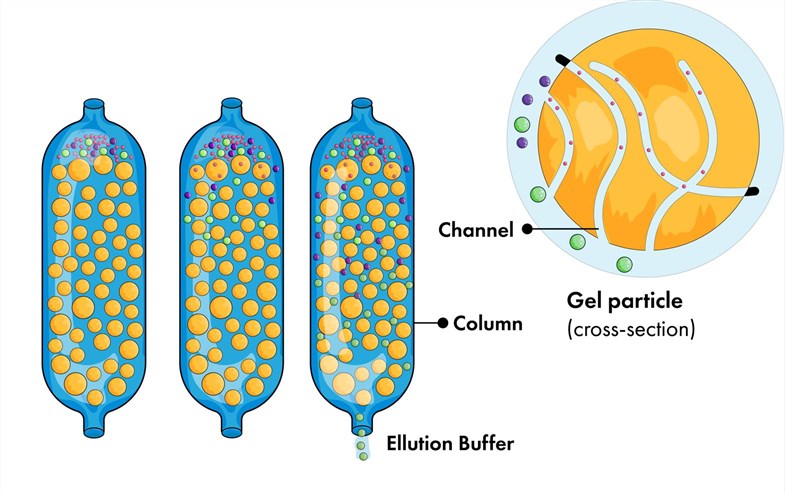 Antigen Customization - Creative Diagnostics