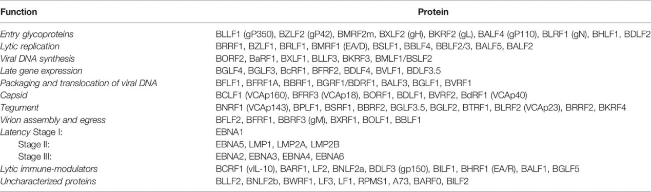 Antigens for Epstein-Barr Virus (EBV) Antibody Tests - Creative Diagnostics