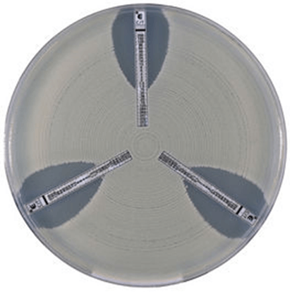 Antimicrobial Susceptibility Test Kits - Creative Diagnostics