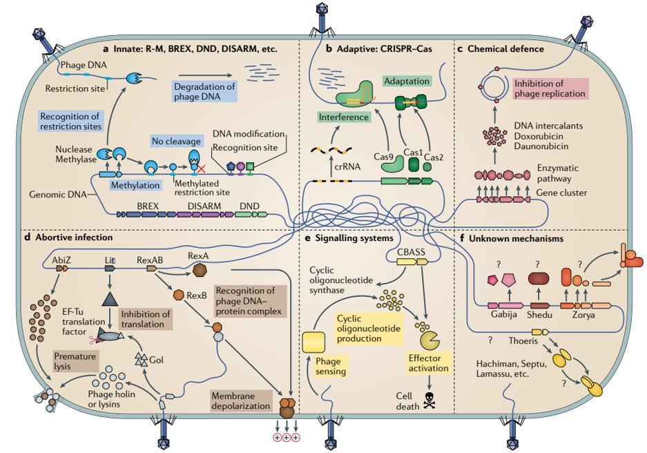 Research Review - Creative Diagnostics