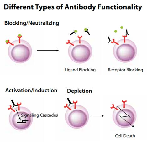 Aseptic/Low Endotoxin Purification - Creative Diagnostics