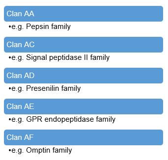 Aspartic Proteases and Regulators - Creative Diagnostics