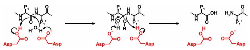 Aspartic Proteases and Regulators - Creative Diagnostics