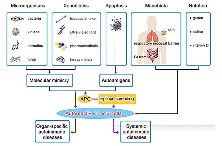 Autoimmune Diseases - Creative Diagnostics