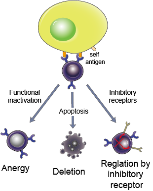 Autoimmunity - Creative Diagnostics
