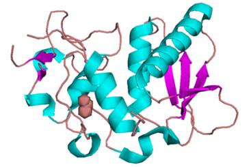 BMP Family - Creative Diagnostics