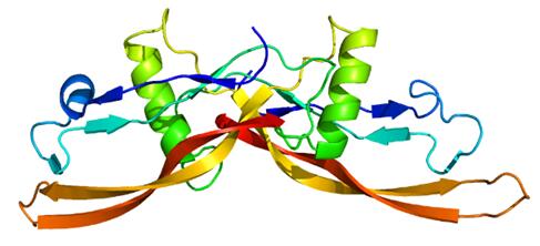 BMP Family - Creative Diagnostics