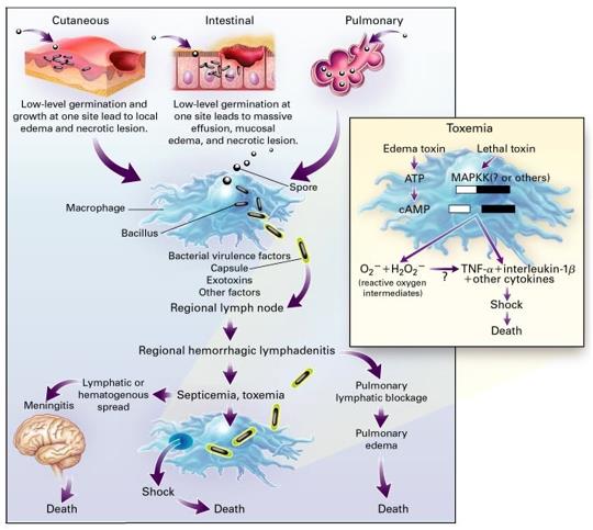 Bacillus anthracis Antigens - Creative Diagnostics