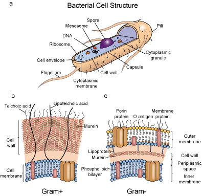 Salmonella Cell Structure