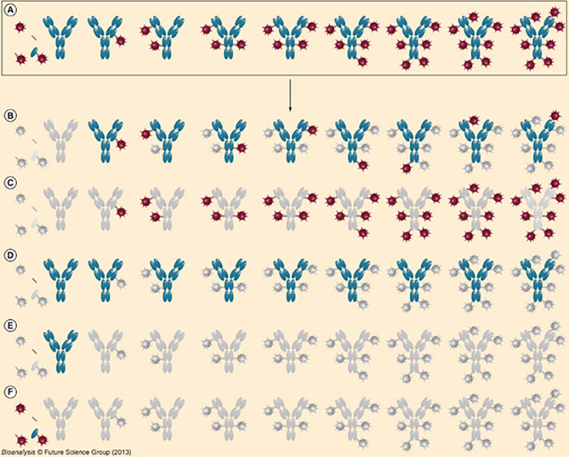 Bioanalysis of Antibody Drug Conjugates - Creative Diagnostics