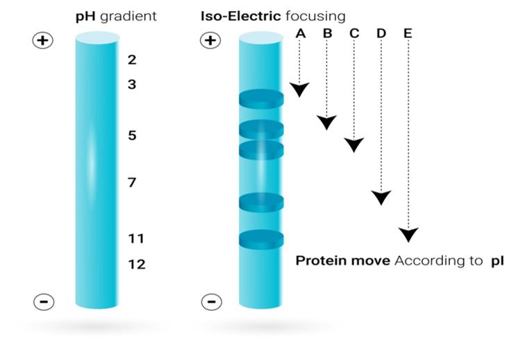 Immobilized pH Gradient Gels Blotting Protocol-Total Cell Lysates ...