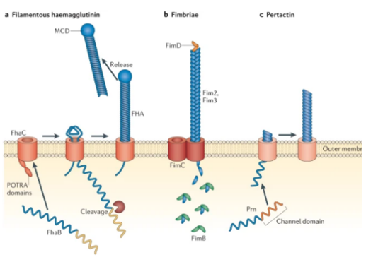 Pertussis Diagram