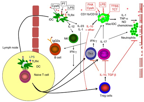 Pertussis Diagram