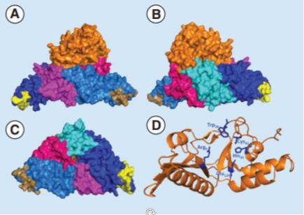 Bordetella Pertussis Toxin - Creative Diagnostics