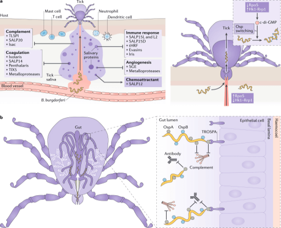 Borrelia Burgdorferi Structure