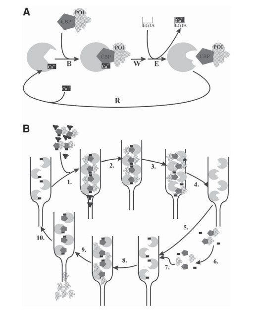 CBP Tag - Creative Diagnostics