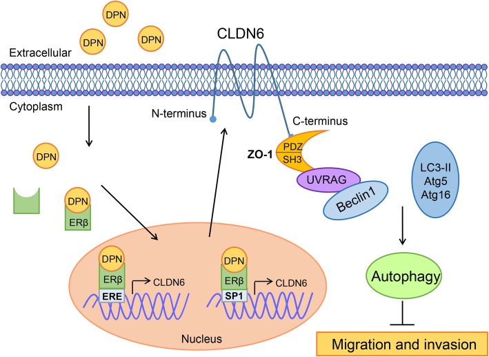 CLDN6: An Emerging Role in Cancer - Creative Diagnostics