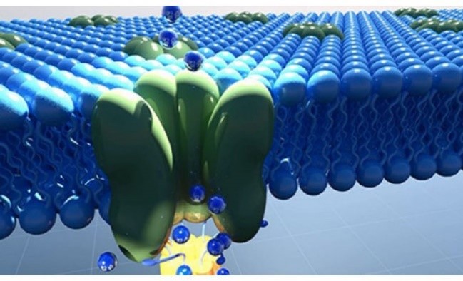 Cell Biology Signaling Pathway - Creative Diagnostics