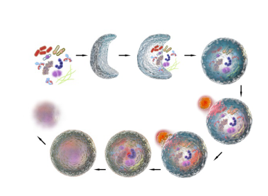 Cancer and Autophagy - Creative Diagnostics