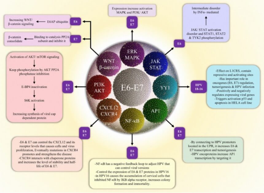 Cervical Cancer Panel - Creative Diagnostics