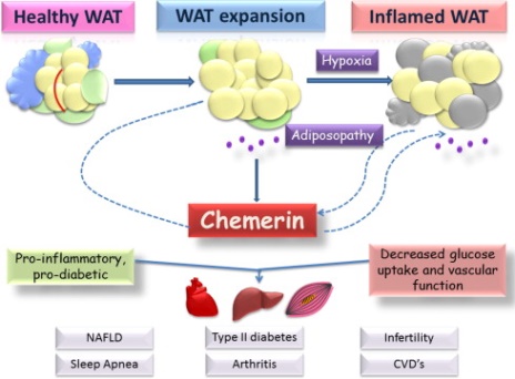 IGF1 Antigens - Creative Diagnostics
