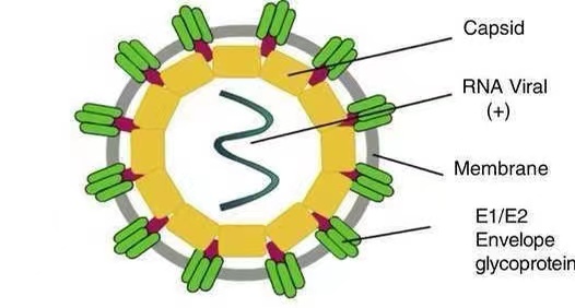 Norovirus Structure Diagram