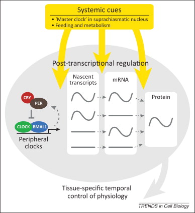 Circadian Rhythm Molecules - Creative Diagnostics