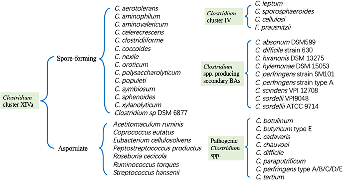 Clostridium Antigens - Creative Diagnostics