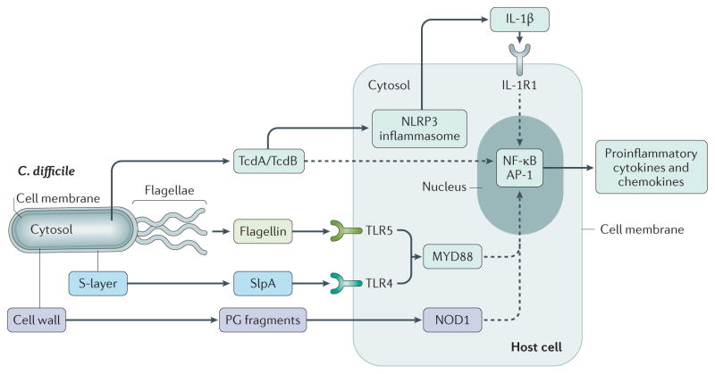 Clostridium Antigens - Creative Diagnostics