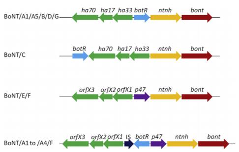 Clostridium botulinum Antigens - Creative Diagnostics