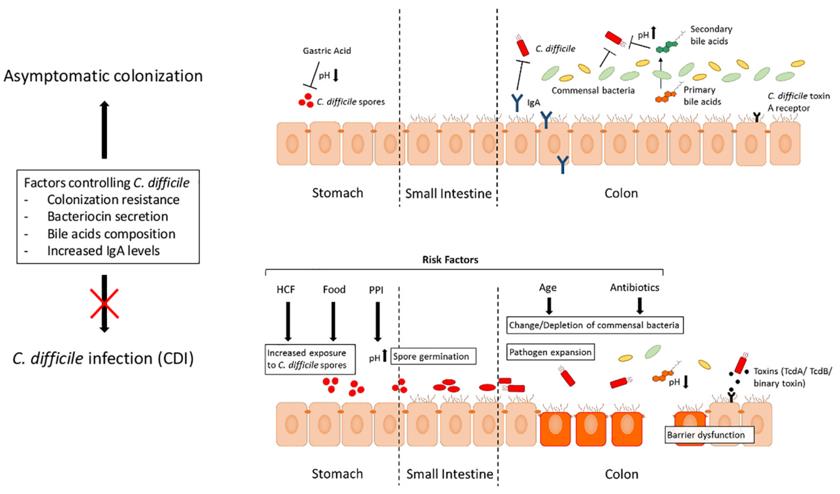 Clostridium difficile Antigens - Creative Diagnostics