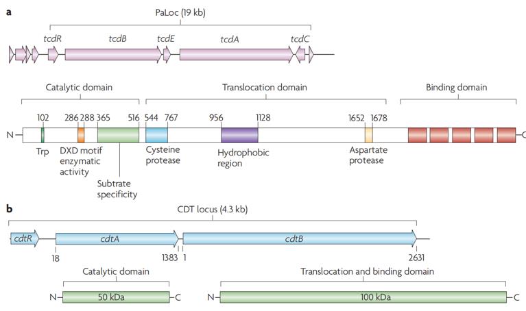 Clostridium difficile Antigens - Creative Diagnostics