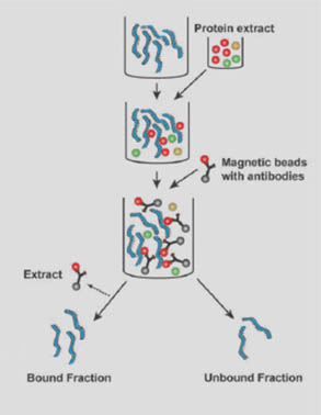 Protein Experiment Protocol - Creative Diagnostics