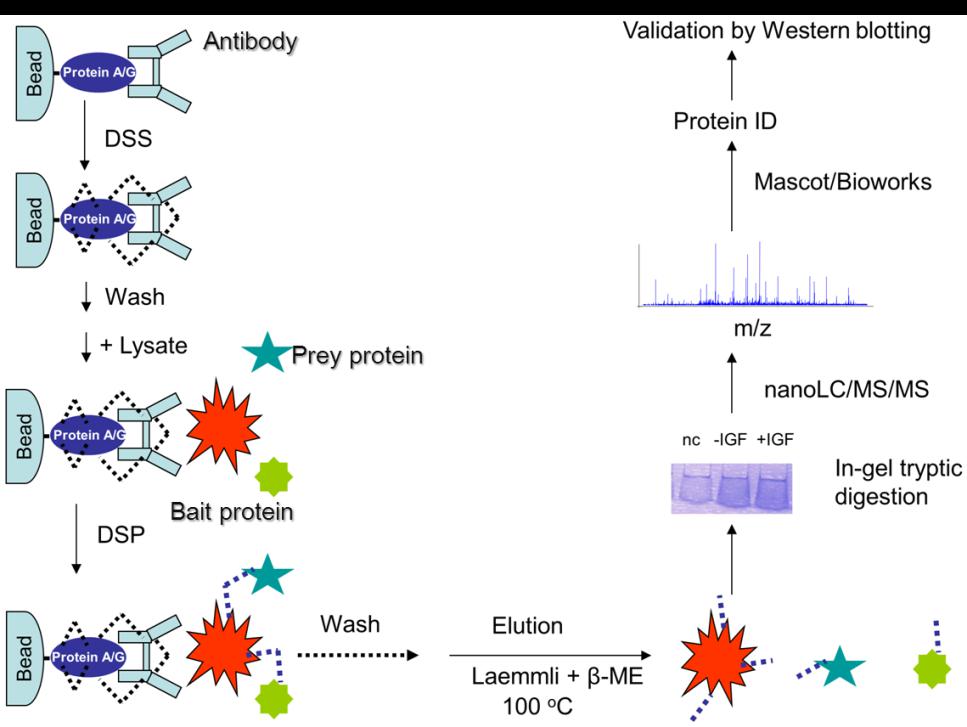 Immunoprecipitation Diagram