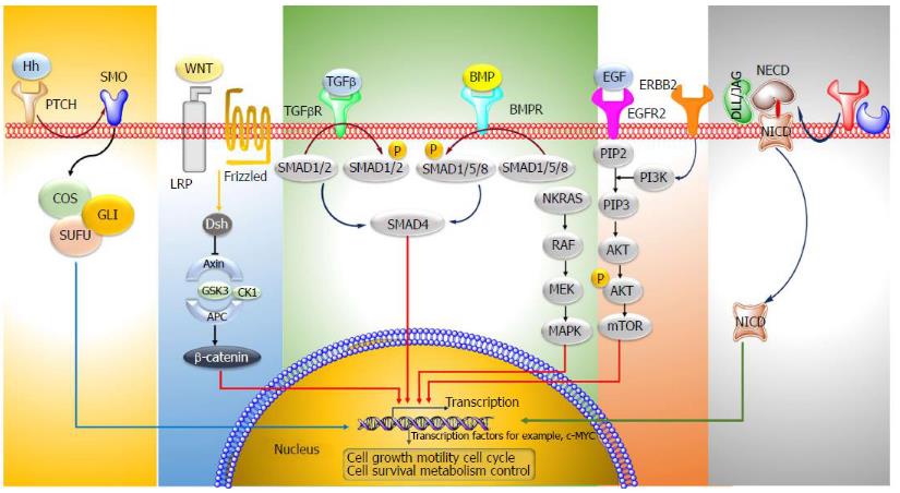 Colorectal and Gastric Cancer Panel - Creative Diagnostics