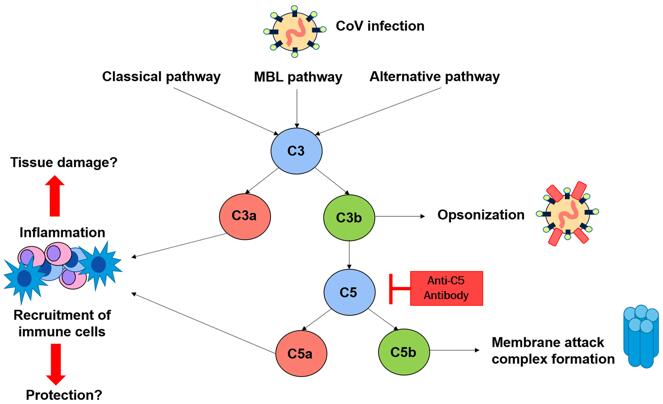 Complement Component 5a Antibodies for Assay Development - Creative ...