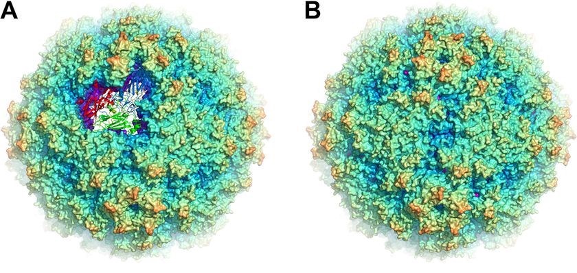 Coxsackie Virus Antigens - Creative Diagnostics