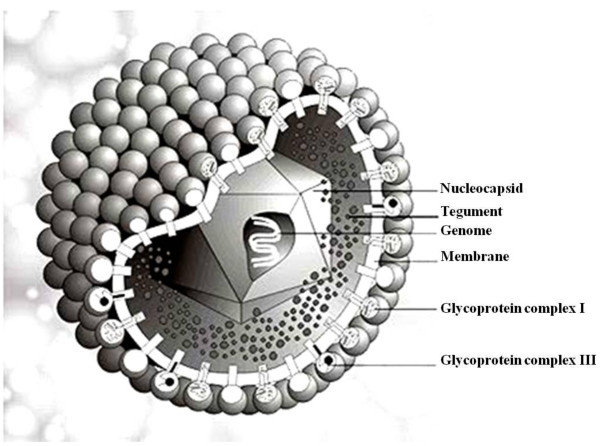 Cytomegalovirus Antigens - Creative Diagnostics
