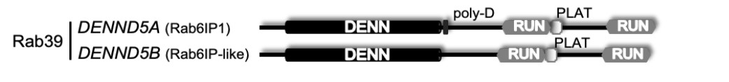 DENND5 Proteins - Creative Diagnostics