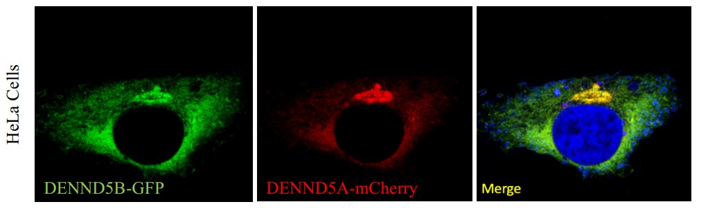 DENND5 Proteins - Creative Diagnostics