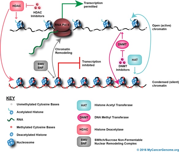 Genetics Signaling Pathway - Creative Diagnostics