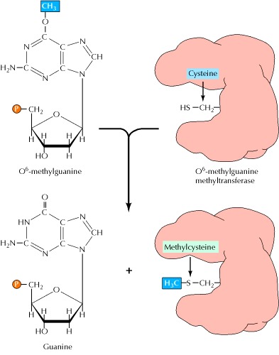 DNA Modifying Enzymes - Creative Diagnostics